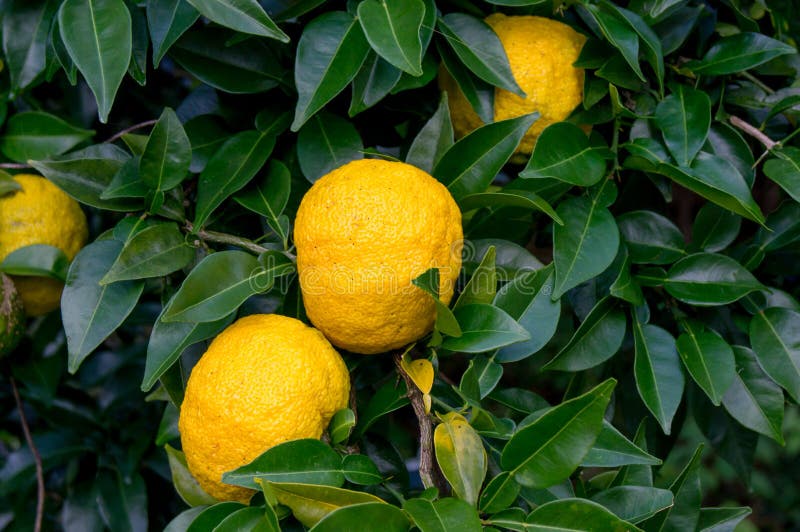 Yuzu on the tree stock photo. Image of japan, autumn - 45949948