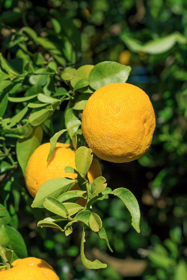 Yuzu on the tree stock image. Image of outdoor, field - 61882107