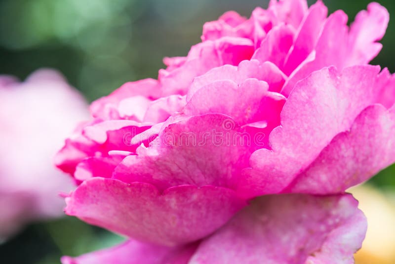 Yves Piaget Rose or Pink Rose in Garden Stock Photo - Image of flora ...