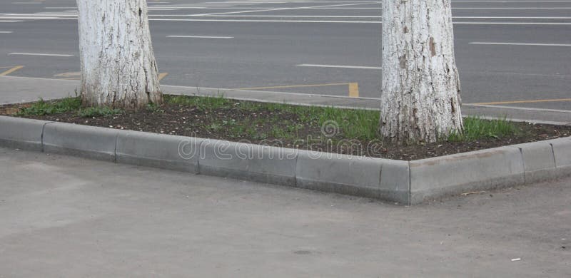 Ywo White Washed Trunks on the Plot of Land Stock Photo - Image of soil ...