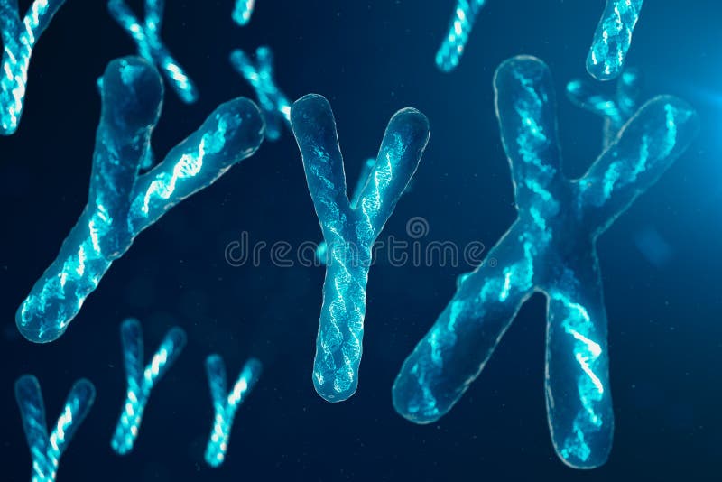 YYX-Chromosomes with DNA Carrying the Genetic Code. Genetics Concept ...