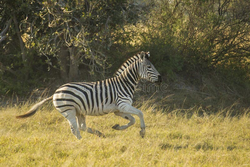 Couples courants de zèbre photo stock. Image of détail - 10925434