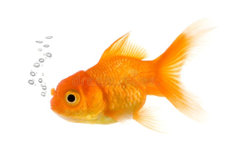 Złota rybka obraz stock. Obraz złożonej z powietrze, złotnik - 2944073