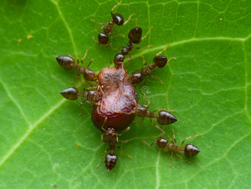 Colony of Small Ants is Eating Plant Seeds on the Leaf Stock Image ...