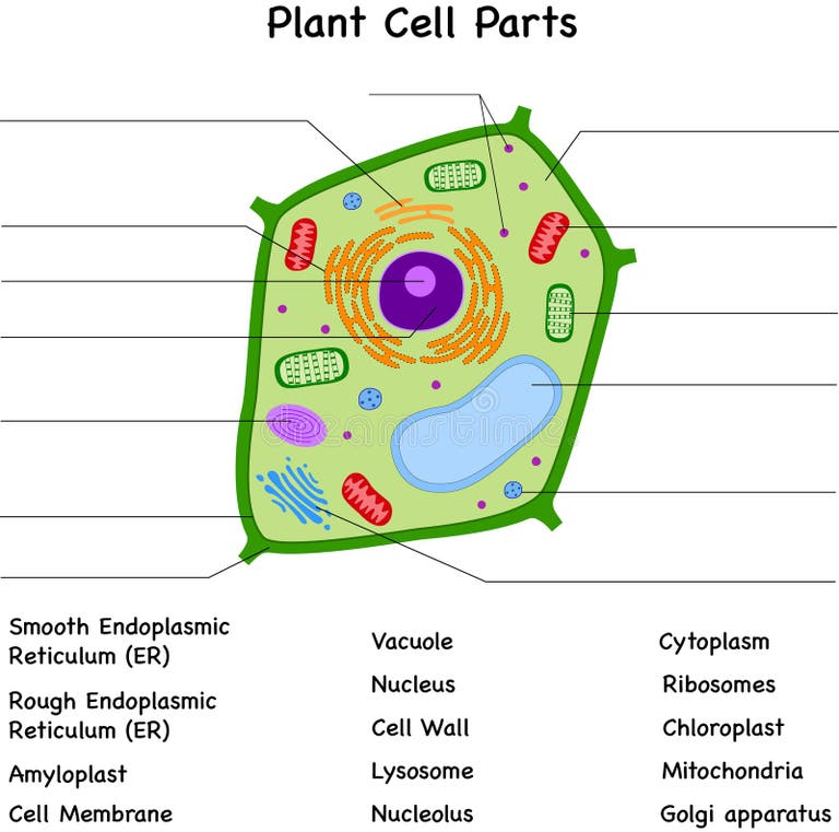 Drawing Plant Cell Labels Stock Illustrations – 7 Drawing Plant Cell ...