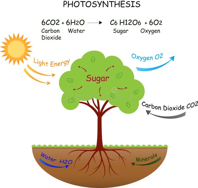 Photosynthesis Chemical Formula Stock Illustrations – 240 ...