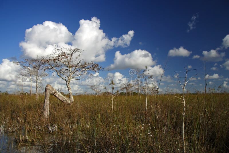The Z-Tree stock photo. Image of clouds, travel, grass - 17898146