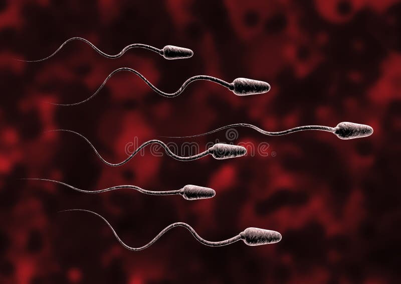 Testikels stock illustratie. Illustration of blaas, genitaal - 33180952