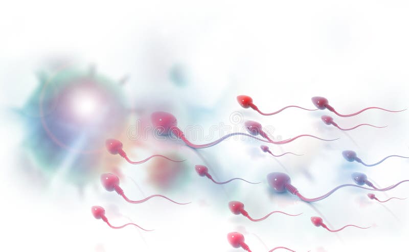 Zaadcellen Die Een Ovum Bereiken Vector Illustratie - Illustratie ...