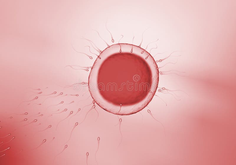 Zaadcellen Die Naar Een Eicel Op Weg Zijn Stock Illustratie ...