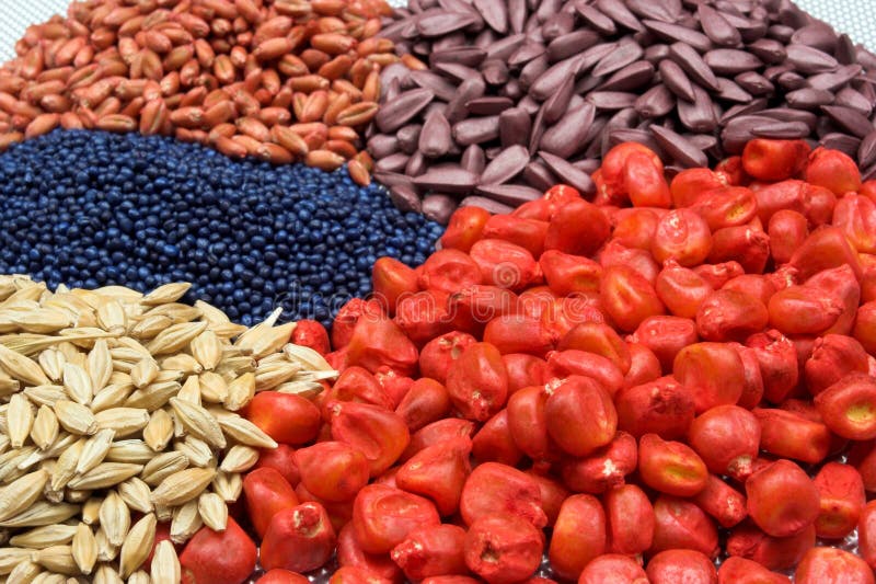 Zaad zaaien stock foto. Image of sluit, zaaien, landbouw - 11308906