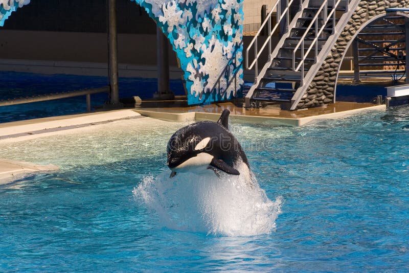 1,948 Orki zdjęć stockowych - bezpłatne i z licencją Royalty Free od ...