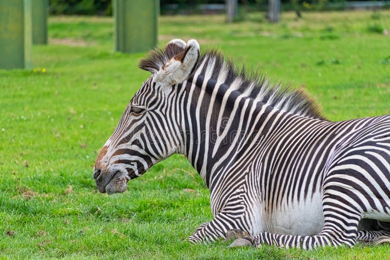 Zebra Laying Down in the Grass Stock Image - Image of animal, beauty ...