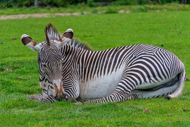 Zebra Laying Down in the Grass Stock Image - Image of animal, beauty ...