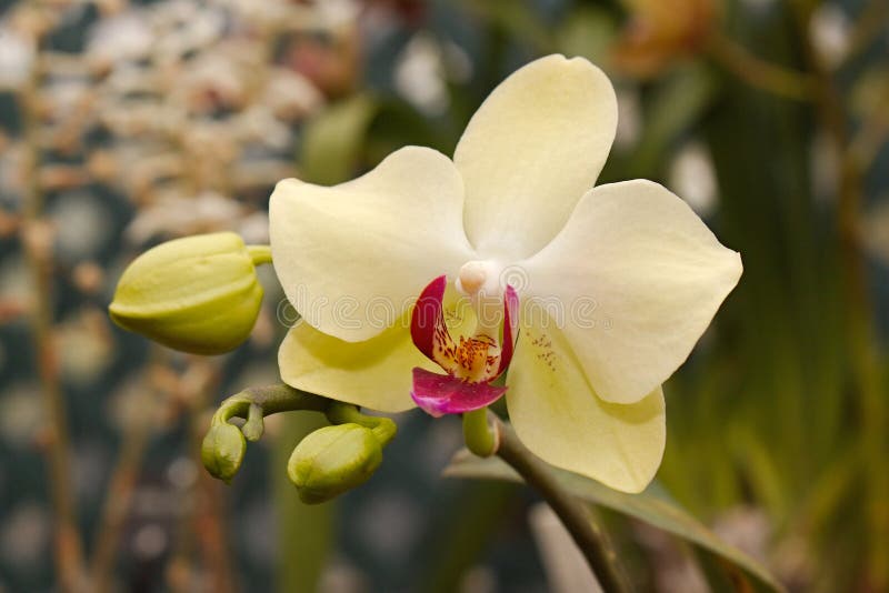 Zachte Gele Orchidee stock afbeelding. Image of knoppen - 111542363
