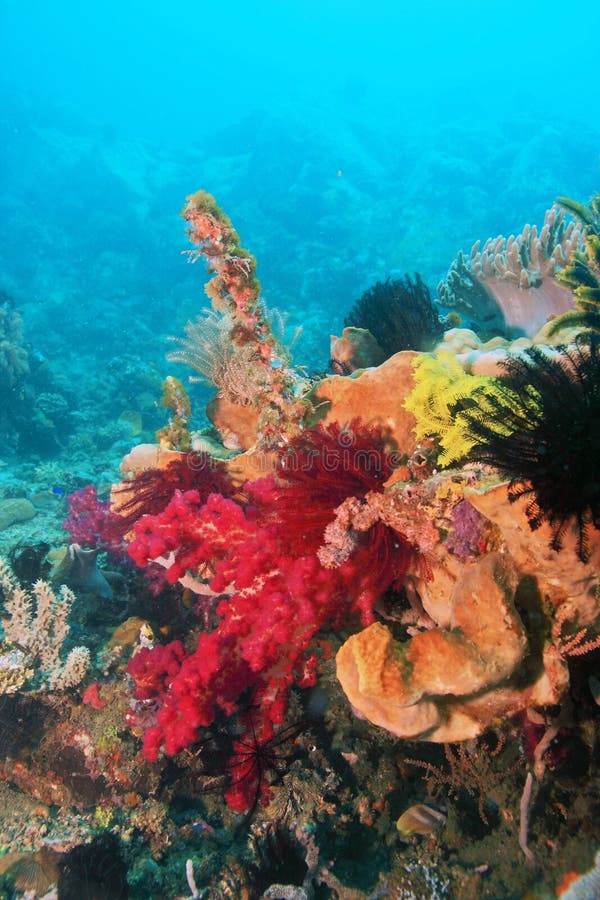 Zachte koralen stock afbeelding. Image of koraal, indonesië - 8097321