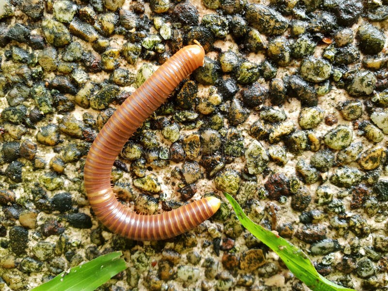 Duizendpoot of Duizendpoot Die Mossen Met Exemplaarruimte Eten Stock ...