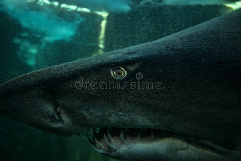 Haifisch stockfoto. Bild von haifisch - 3705840