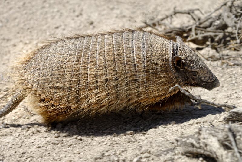 Zaedyus Stock Photos - Free & Royalty-Free Stock Photos from Dreamstime