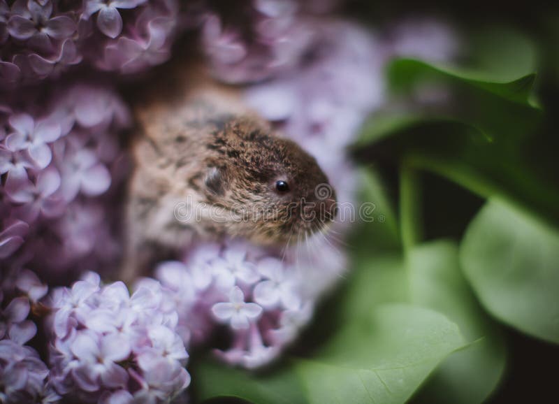 Common Vole, 3 Weeks Old, on White Stock Image - Image of fluffy ...