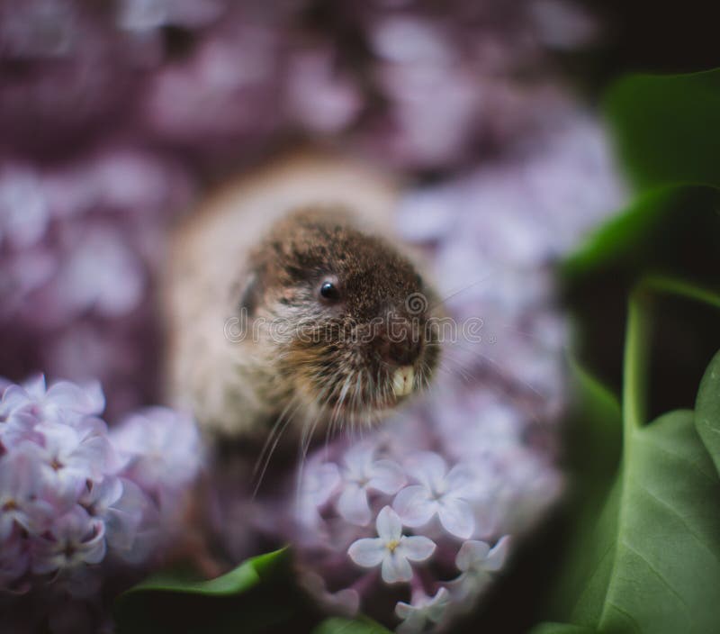 Common Vole, 3 Weeks Old, on White Stock Image - Image of fluffy ...