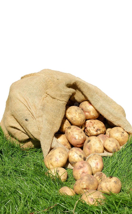 Zak van aardappels stock foto. Image of gras, knollen - 33235804