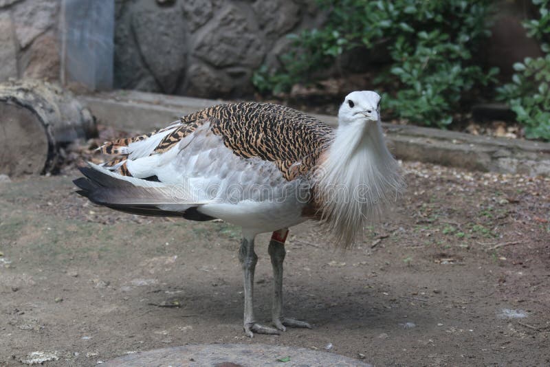 Wielkiego Dropia Ptak, Otis Tarda Zdjęcie Stock - Obraz złożonej z ...