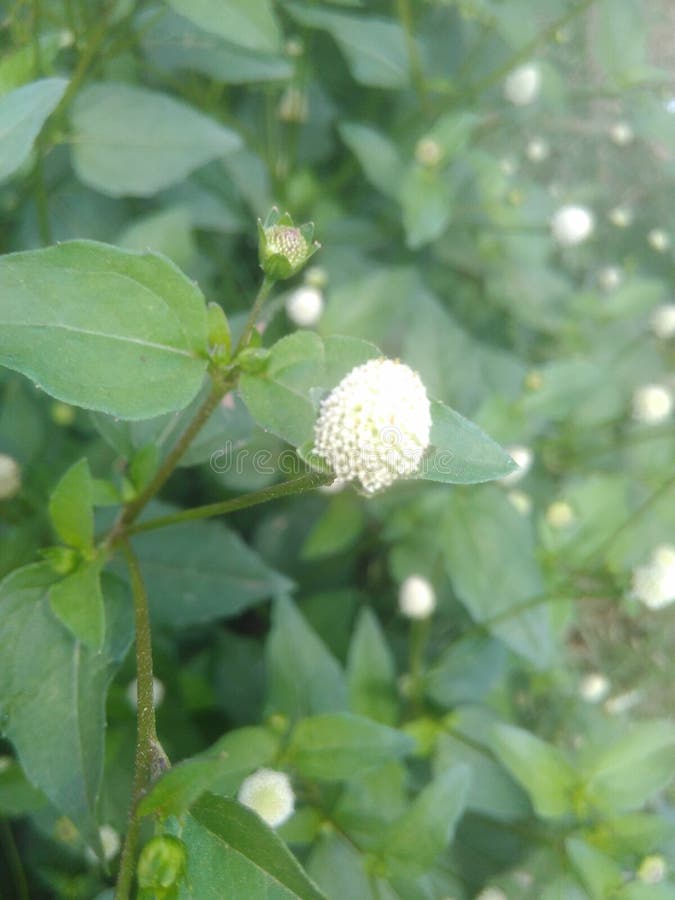 Zambia& X27;s Common Field Flowers Stock Image - Image of common ...