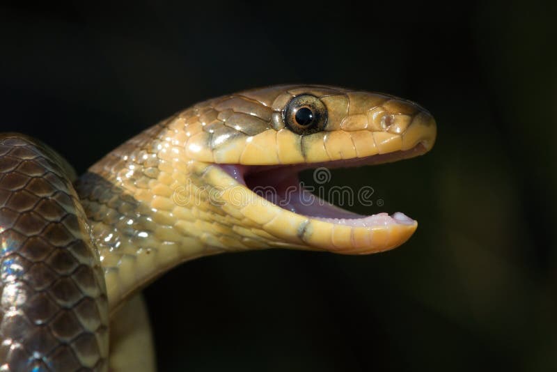 Zamenis longissimus stock photo. Image of closeup, field - 37469416