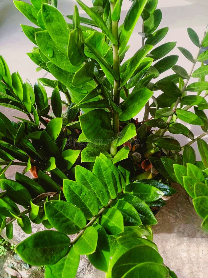 644 Zamia Stock Photos - Free & Royalty-Free Stock Photos from Dreamstime