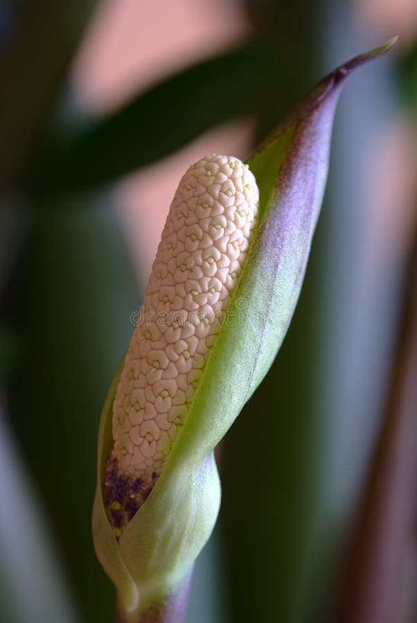 Zamioculcas flower stock photo. Image of garden, ground - 25918764
