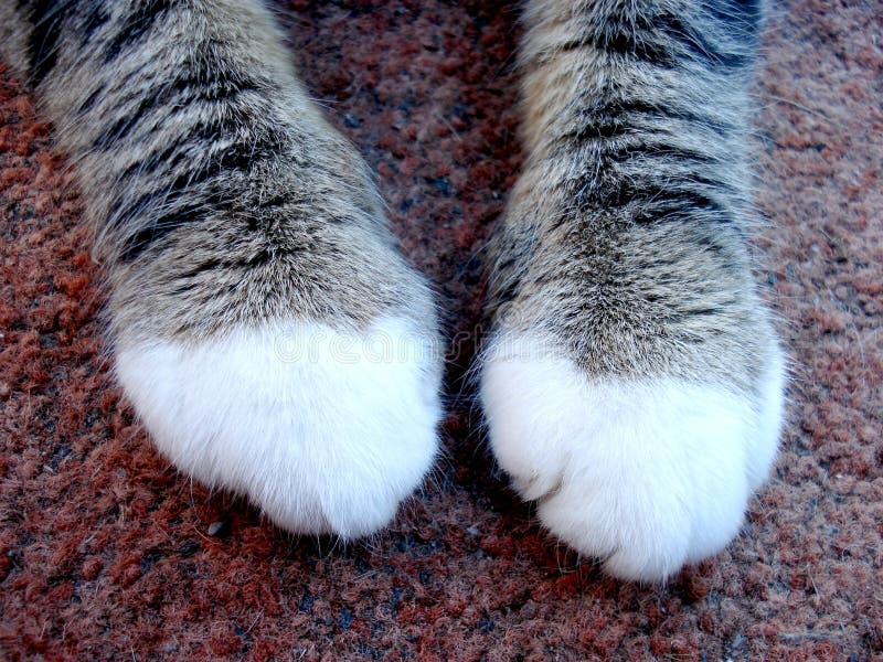 Zampe fotografia stock. Immagine di amico, urbano, sputare - 3290358