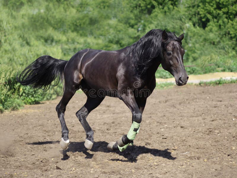 Zampone russo fotografia stock. Immagine di puro, bellezza - 10157484