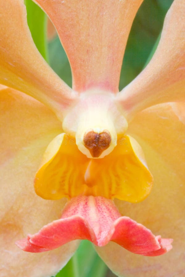 Zanariah stock photo. Image of rare, pretty, beauty, exotic - 12623916