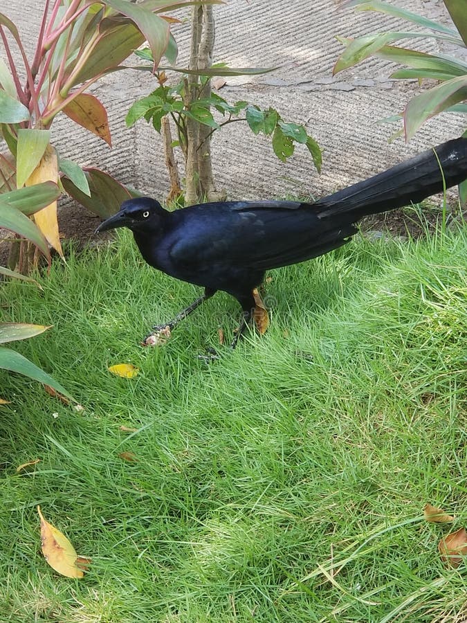 Zanate bird 2 stock photo. Image of lawn, nature, shrub - 264198506