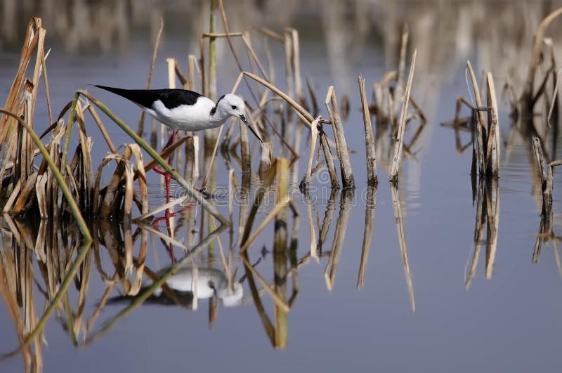 Zanco con alas foto de archivo. Imagen de habitat, hermoso - 22491838