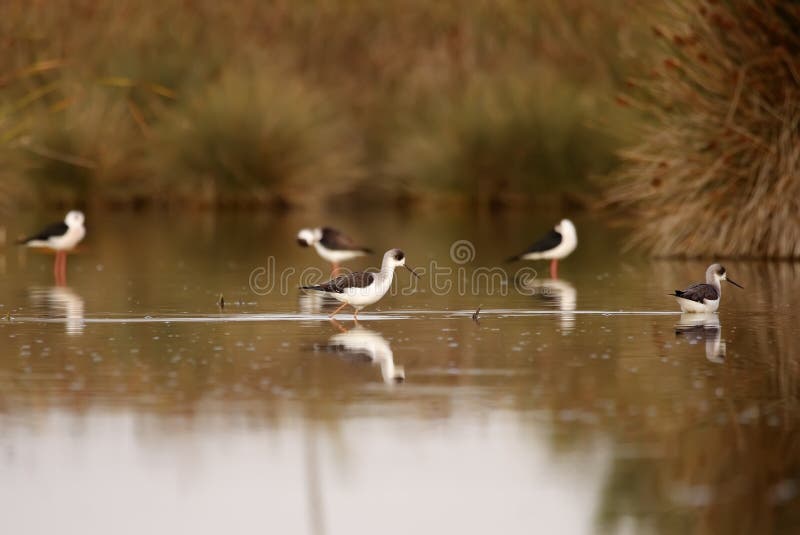 Zanco con alas imagen de archivo. Imagen de habitat, pico - 22672659