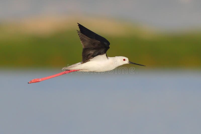 Zanco con alas negro imagen de archivo. Imagen de cuenta - 19826443
