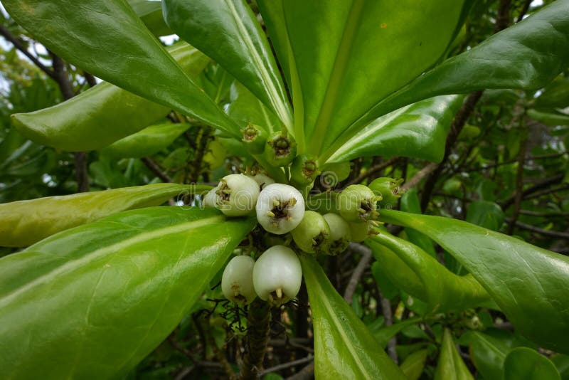 Zanco de los mangles foto de archivo. Imagen de comedor - 112729968