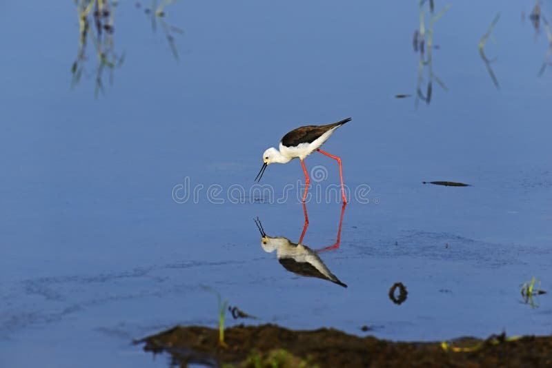 Zanco de Sri Lanka foto de archivo. Imagen de fauna, salvaje - 51742840