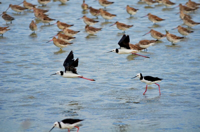 Zanco De Varios Colores En Vuelo Foto de archivo - Imagen de cubo ...