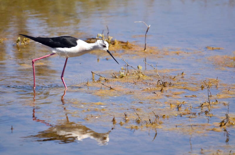 Zanco Negro-con Alas En El Pantano Imagen de archivo - Imagen de pierna ...