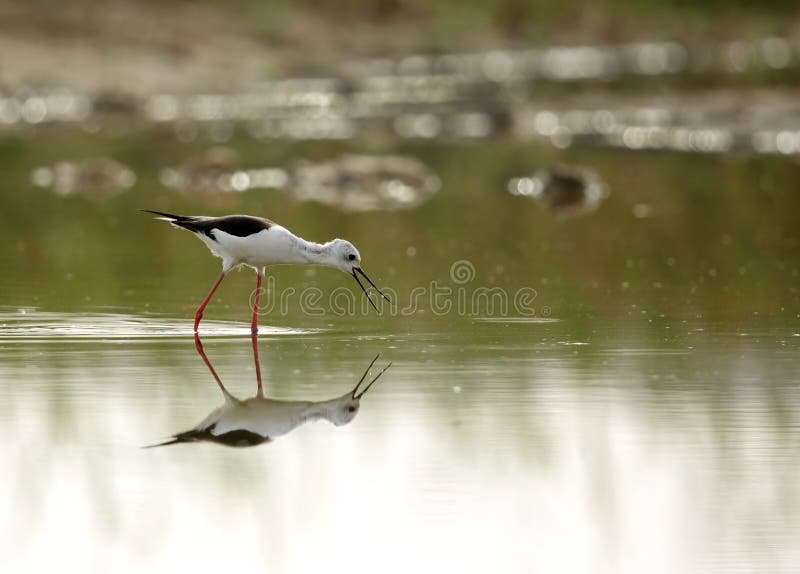Zanco Negro-con Alas Que Busca La Comida Foto de archivo - Imagen de ...