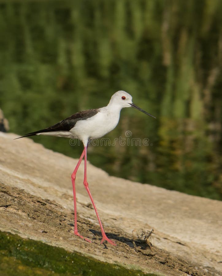Zanco Negro-con Alas Que Camina Abajo Imagen de archivo - Imagen de ...