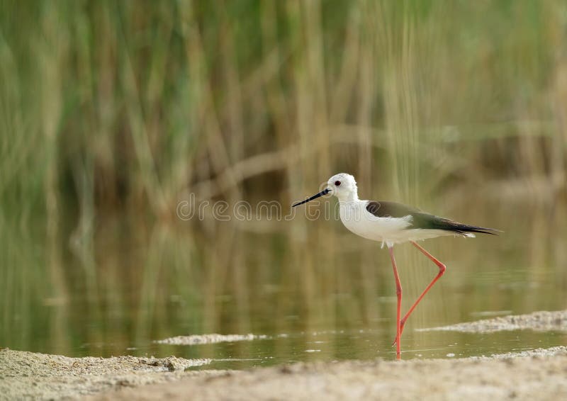 Zanco Negro-con Alas a Través De Las Hierbas Foto de archivo - Imagen ...