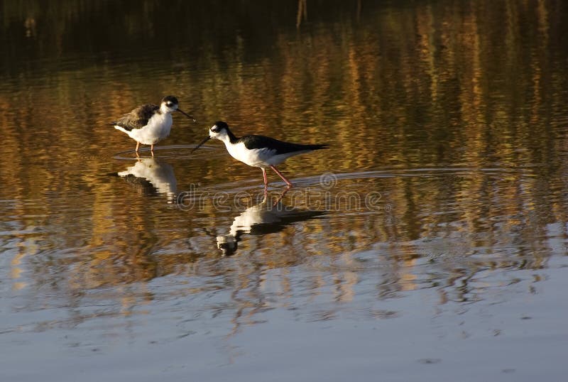 Zanco Negro-necked foto de archivo. Imagen de pesca, cuenta - 2957958