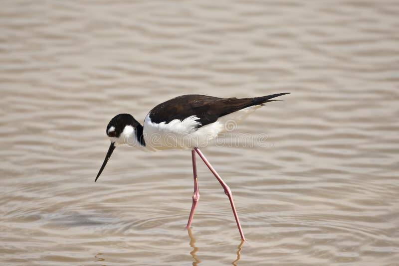 Zanco Negro-necked foto de archivo. Imagen de pantano - 30806718