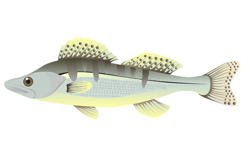 Zander vektor abbildung. Illustration von vektor, abbildung - 88530904