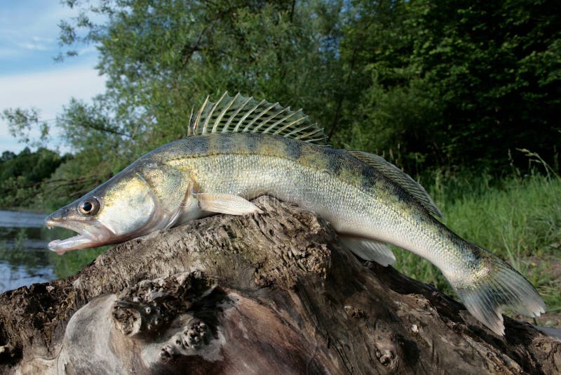 Zander stockfoto. Bild von liebhaberei, verriegelung - 90521614