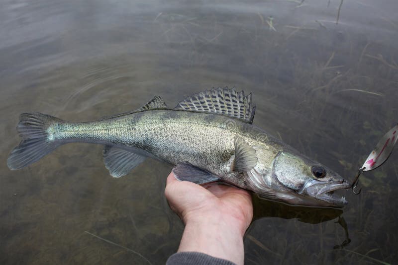 Zander stock photo. Image of artificial, solina, spinning - 83563400